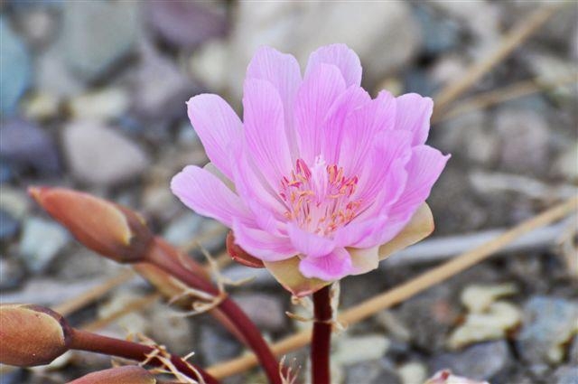 Bitterroot Flowers Missoula Montana | Best Flower Site