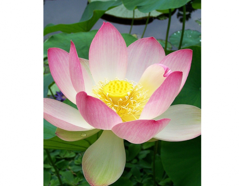 Peri-Menopause Sacred-Clinical Approaches to Sexuality 11/20/2025 ...